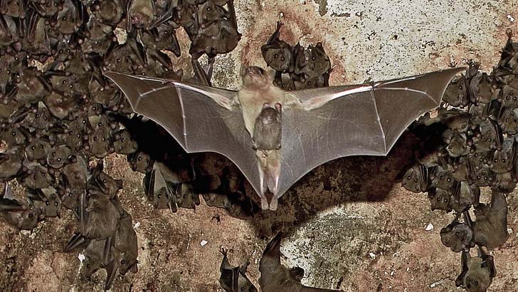 Yarasaların Özellikleri Nelerdir? Yarasa Ne Yer?