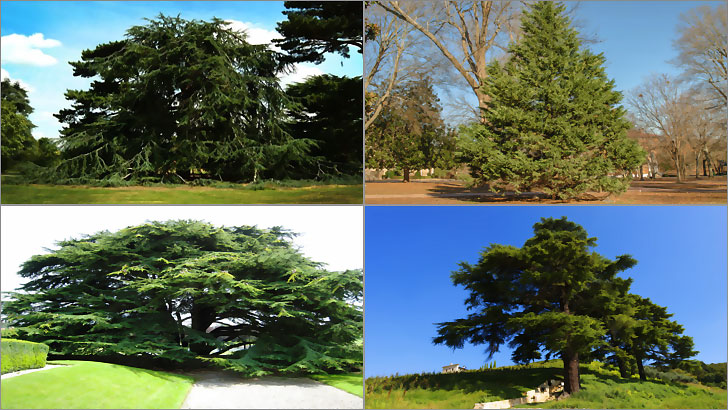 Sedir Ağacı ile İlgili Bilinmesi Gereken Herşey